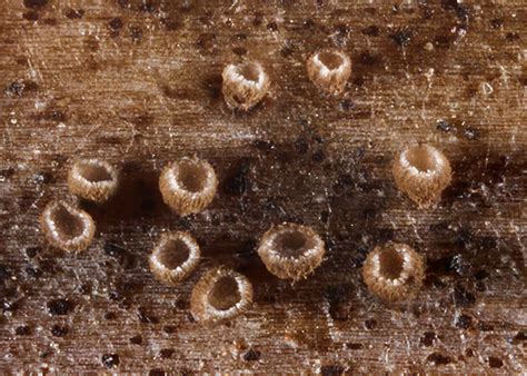 Nature Photography By Dragisa Savic