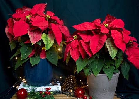 Far East Flora Shop Live Christmas Trees And Meet Santa Honeycombers
