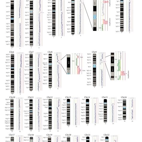 Mechanisms Of DNA Copy Number Alteration A Segmental Gains And