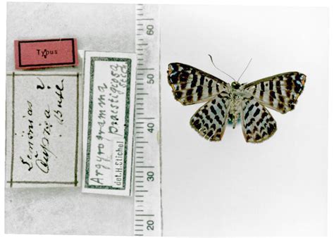 Argyrogrammana Praestigiosa Type Specimens