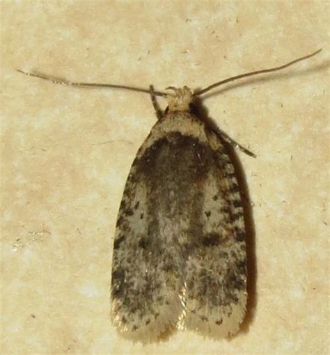 Hodges0880 Agonopterix Flavicomella Bugguidenet