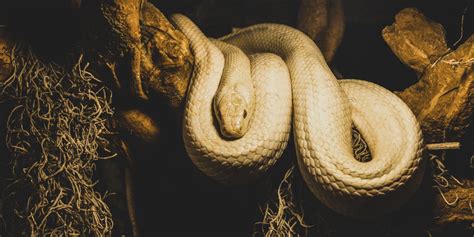 Comment Cr Er Un Environnement Virtuel Python Sur Ubuntu