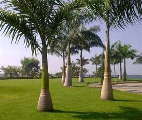 دراسة أمريكية سعودية مشتركة تكشف مفاجأة بشأن تأثير المساحات الخضراء