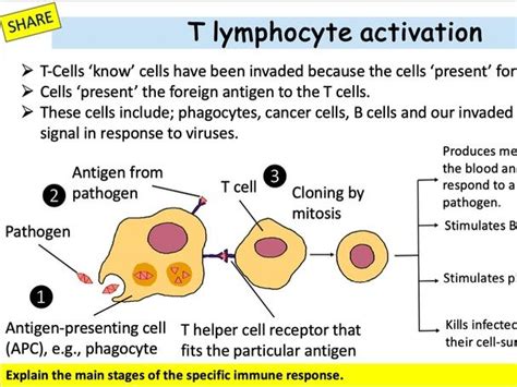 The Specific Immune Response Ocr A Bio Teaching Resources