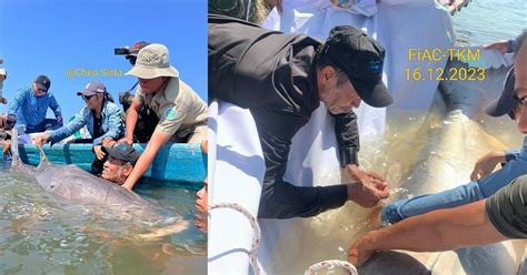 ត្រីរាជញីទម្ងន់ ១៦៣គីឡូក្រាម ឈ្មោះ «នារីរ័ត្នត្បូងឃ្មុំ ចាប់បាននៅគល់ស្ពានគីហ្សូណា Cnc News