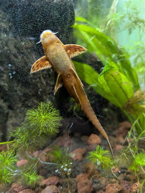 Red Lizard Whiptail Catfish Sexing Fish Forum