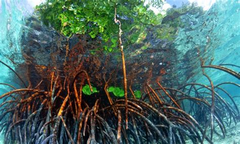 Nature Based Solutions And Ecosystems Restoration Geneva Nature Based Solutions Dialogues