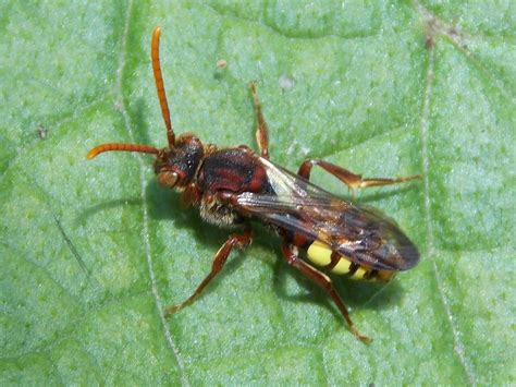 Common Bee Wasp Nomada Ruficornis British Nature Guide