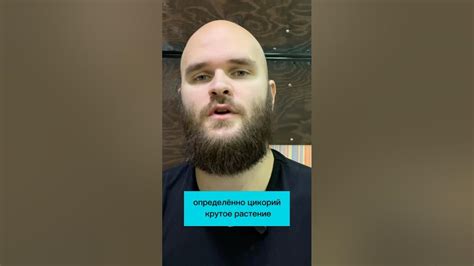 Цикорий — вред или польза Youtube