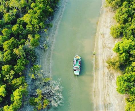 12 Fakta Dan Manfaat Hutan Bakau Untuk Kehidupan Dan Lingkungan