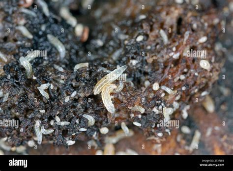 Vinegar Fly Or Common Fruit Fly Drosophila Melanogaster Larvae In A