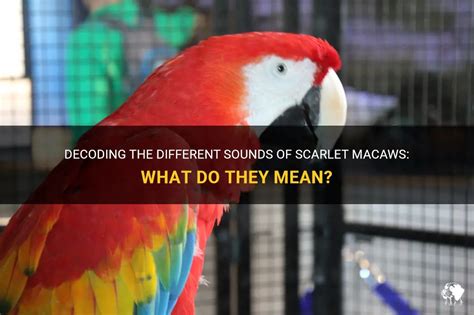 Decoding The Different Sounds Of Scarlet Macaws What Do They Mean