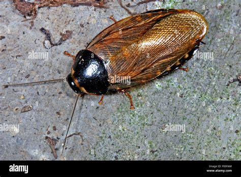 Egyptian Desert Cockroach Egyptian Desert Roach Egyptian Cockroach
