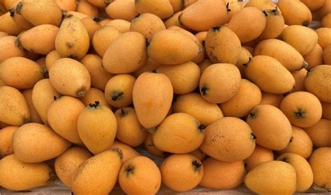 봄 향기 가득 품은 완도 비파 첫 출하 나무뉴스