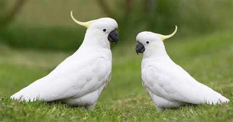 Cockatoo Symbolism Spiritual Meaning Totem Spirit Omens