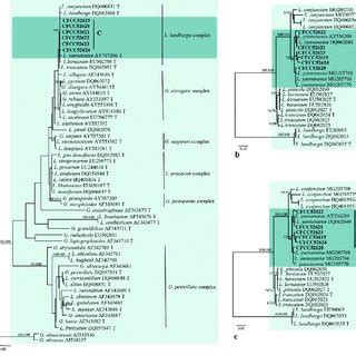 A Map Showing The 11 Species Of Ophiostomatoid Fungi Detected From