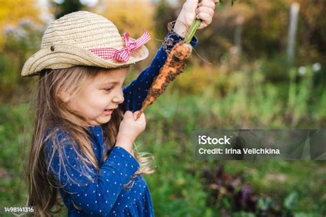 아이 밀짚 모자 파고 수집 토양 정원 침대에서 녹색 잎으로 당근의 수확을 집어 들고 가을 심기 채소 원예 가족 농업 건강하고 자연적인 음식의 재배 4 5세에 대한 스톡 사진