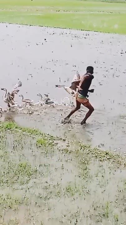 রাজা হাস লোকটা সাথে কি করে দেখেন। Viral Funny Youtube Shortvideo