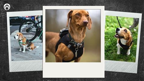 Perritos Correa pechera o arnés Este es el mejor para la salud de