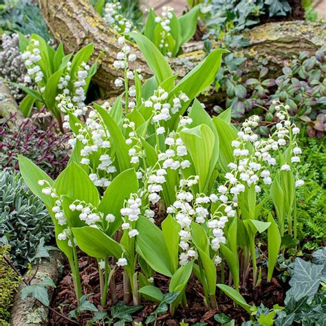 Lily Of The Valley Tree