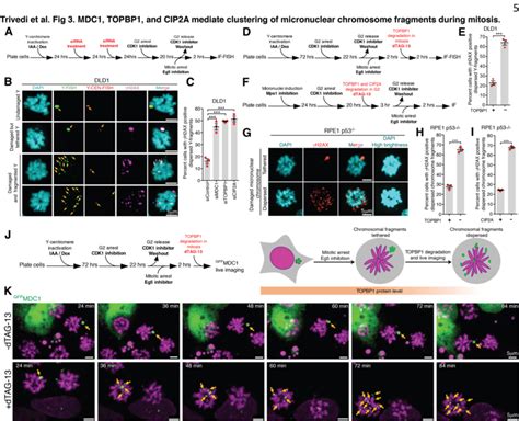 Mdc1 Topbp1 And Cip2a Mediate Clustering Of Micronuclear Chromosome