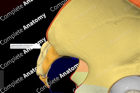 Lateral Surface Of Sacrum Left Complete Anatomy