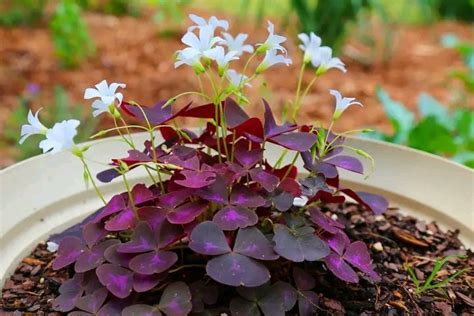 ইনডোর গাছ নারায়ণগঞ্জ Indor Plant Narayanganj