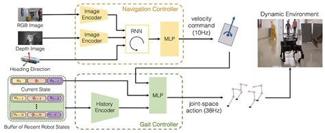 Learning To Walk By Steering Perceptive Quadrupedal Locomotion In Dynamic Environments