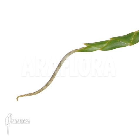 Orchidée Oberonia Lycopodioides Imbricata