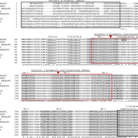 Multiple Amino Acid Sequence Alignment Of Adipor2 Alignment Of Black Download Scientific
