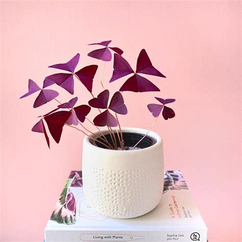 Oxalis Triangularis 110mm The Jungle Collective