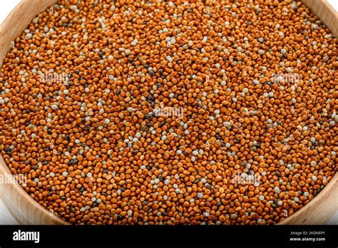 Dried Grains Bird Food Red Millet Grain Millets Are A Highly Varied