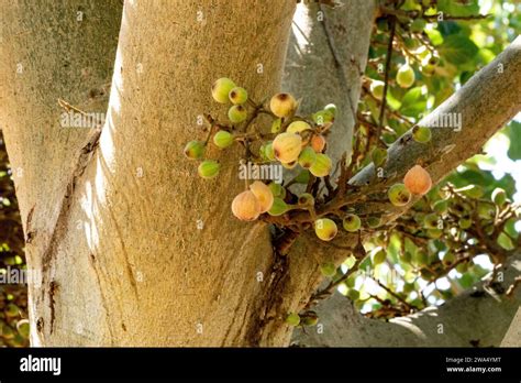 Closeup Of The Fruit Of The Ficus Sycomorus Called The Sycamore Fig False Sycamore Fig Or The