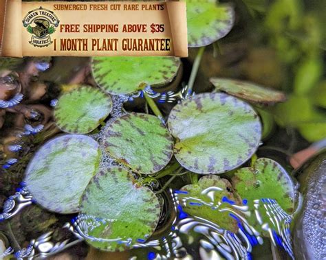 Rare Tiger Striped African Frogbit Floating Plant 1 Month Guarantee Etsy
