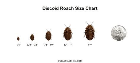 Discoid Roaches For Sale