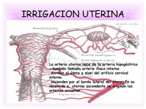 Pin De Ling Márquez En Ecografista Educación Para La Salud Iliaco