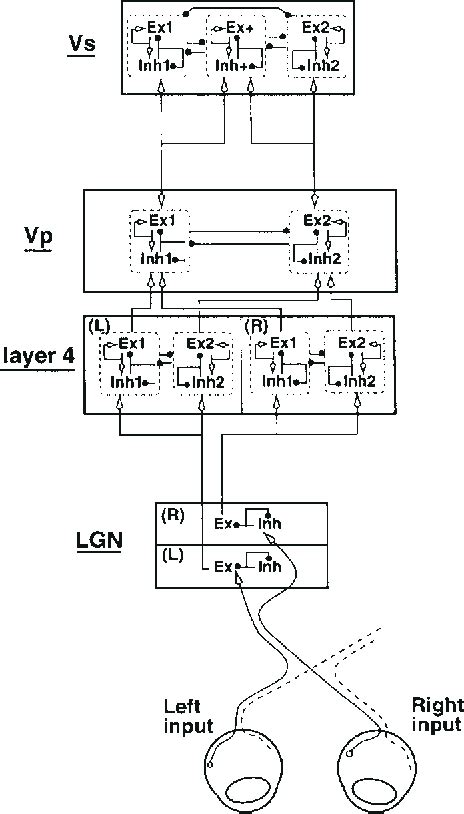 Figure 1 From A Neural Model Of Binocular Integration And Rivalry Based On The Coordination Of