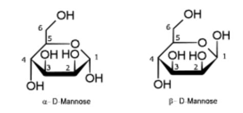 D Mannose Cyclic