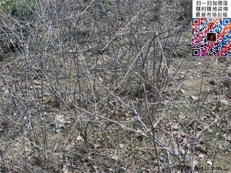贴梗海棠价格 贴梗海棠苗 江苏沭阳长景园林苗木场