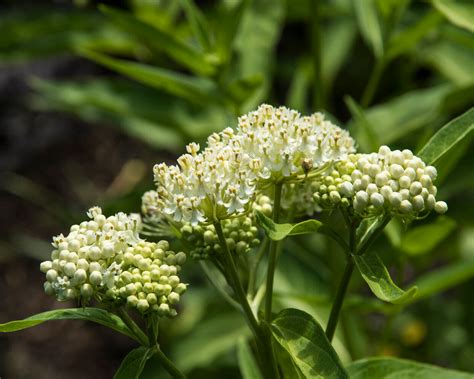 Asclepias Incarnata Ice Ballet Bare Roots — Buy White Swamp Milkweed