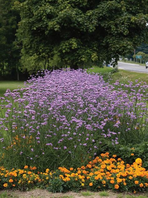 20 Best Self Seeding Flowers Balcony Garden Web