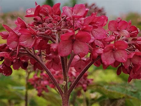 Hydrangea Arborescens Ruby Annabelle
