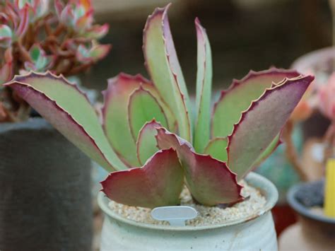 Kalanchoe Synsepala Walking Kalanchoe World Of Succulents