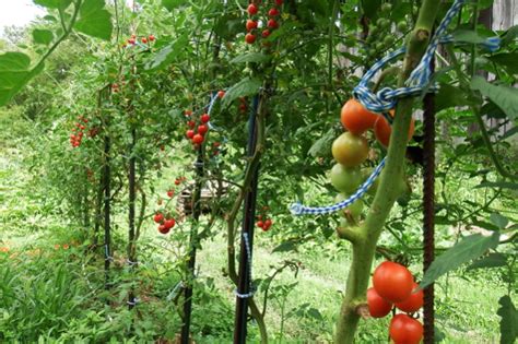 Sweet Corn And Tomatoes
