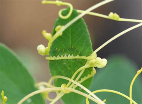 Parasitic Dodder Plant Steals Crops Water And Nutrients Could Gene