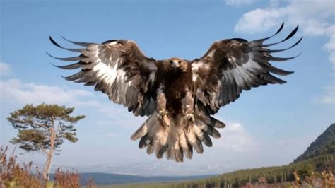 2017 ΣΤ ΟΜΑΔΑ 6 ΖΩΑ ΥΠΟ ΕΞΑΦΑΝΙΣΗ ΣΤΗΝ ΕΛΛΑΔΑ Youtube