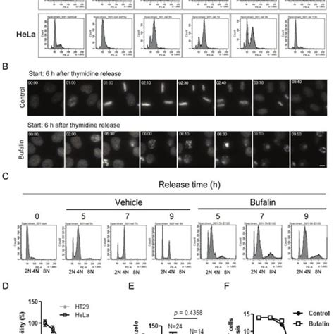Bufalin Reduces Mitotic Marker Histone H3 Phosphorylation A Western