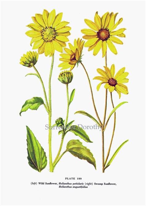 Wild Sunflower Swamp Sun Flower Flower 1950s Vintage Botanical
