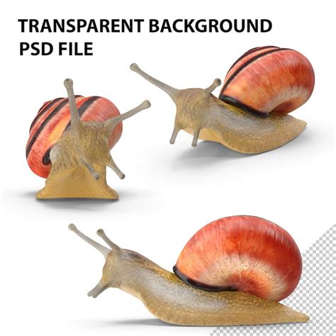 Premium Psd Snail Png