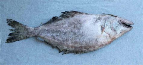 Arrowtooth Flounder Mexican